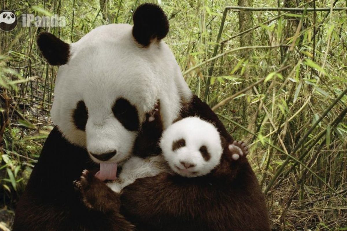 VIDEO: Impactante momento en el que panda ataca a visitante de ...