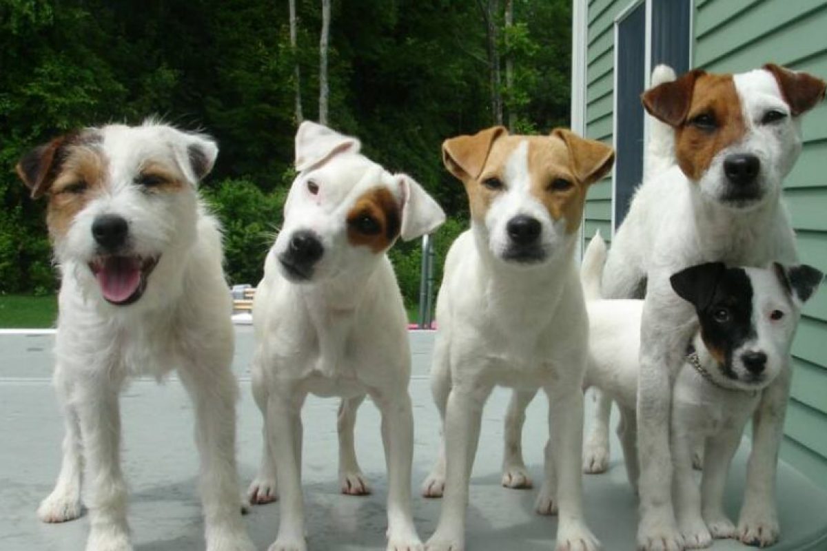 Estos son los perros más exclusivos y caros que existen en Chile ...
