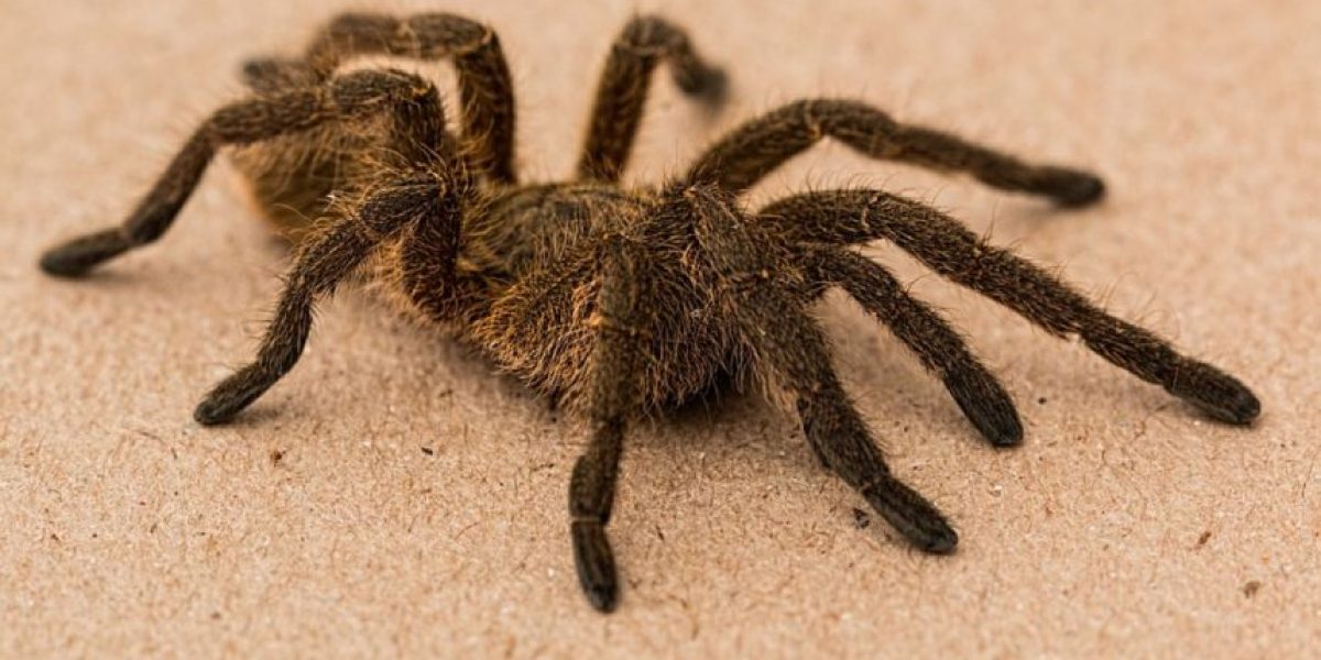 Descubren a la araña más “monstruosa” en Estados Unidos | Metro Ecuador