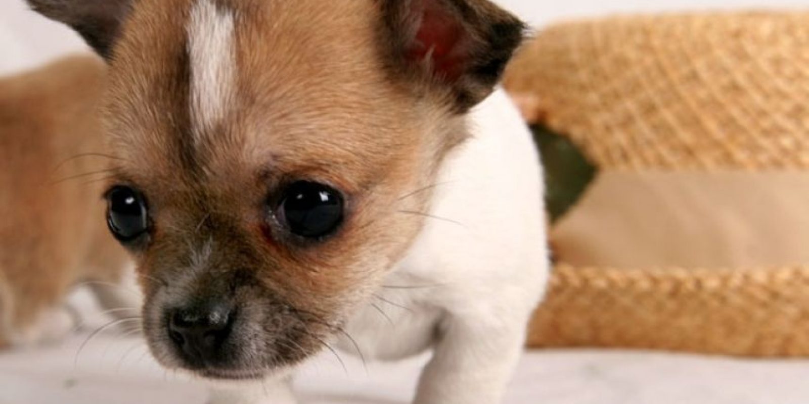 Los perros mÃ¡s consentidos del mundo | Publimetro Chile