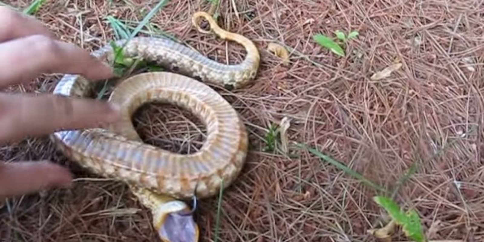 VIDEO: Â¡Un Ã“scar! La serpiente que â€œfinjeâ€ estar muerta ...