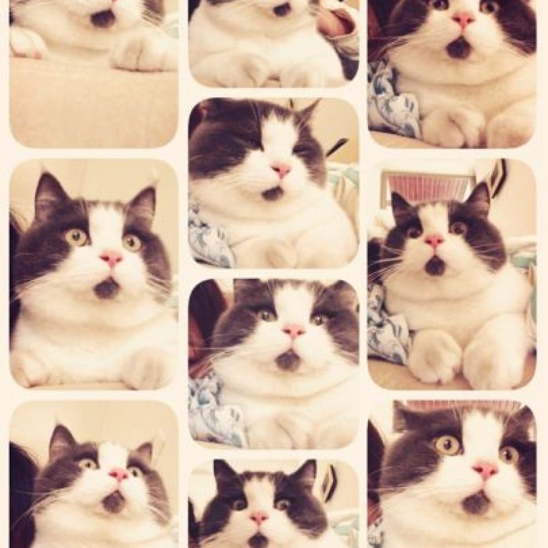 El “Gato sorprendido” que ha enamorado a Internet | Metro