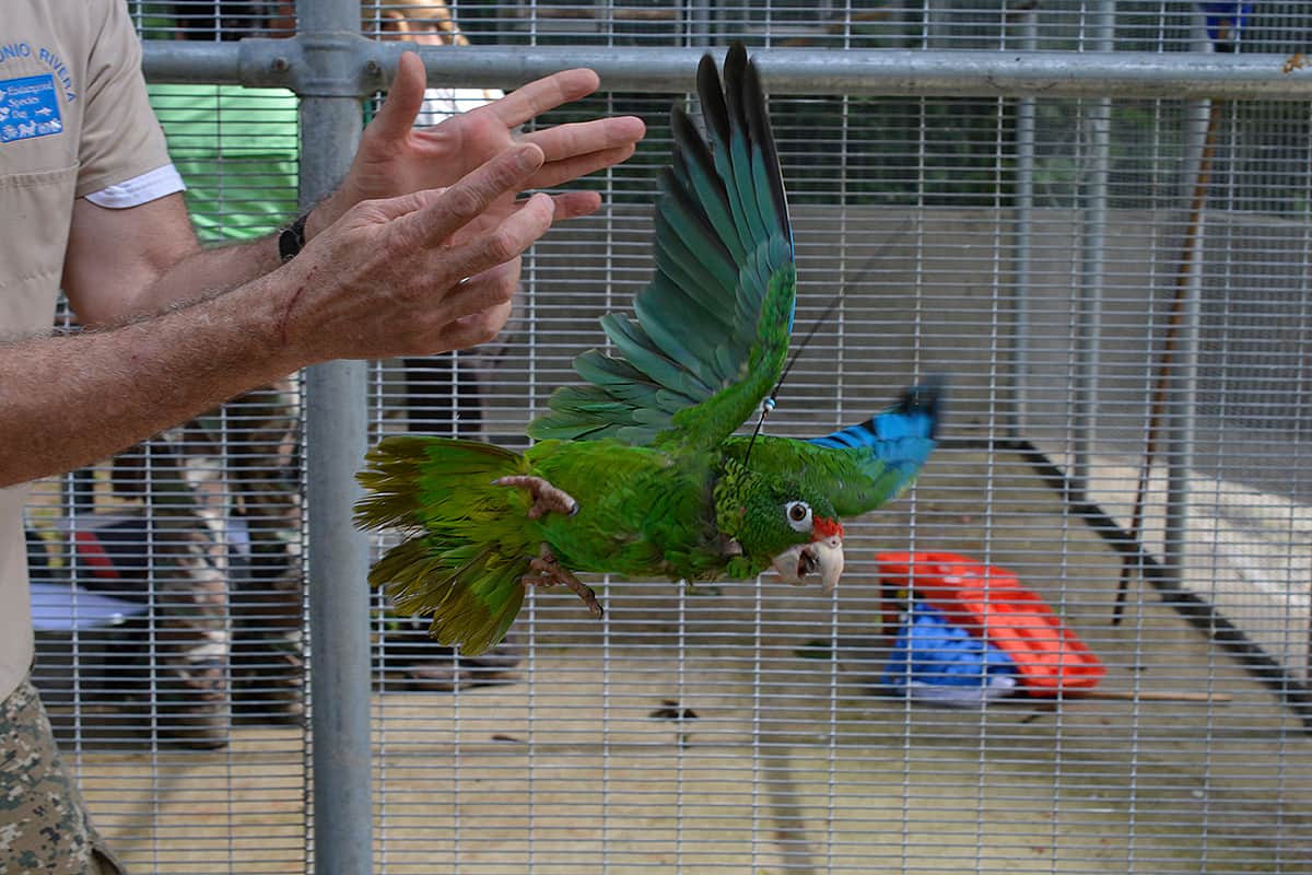 Liberarán en Bosque estatal de Maricao a 31 cotorras puertorriqueñas ...